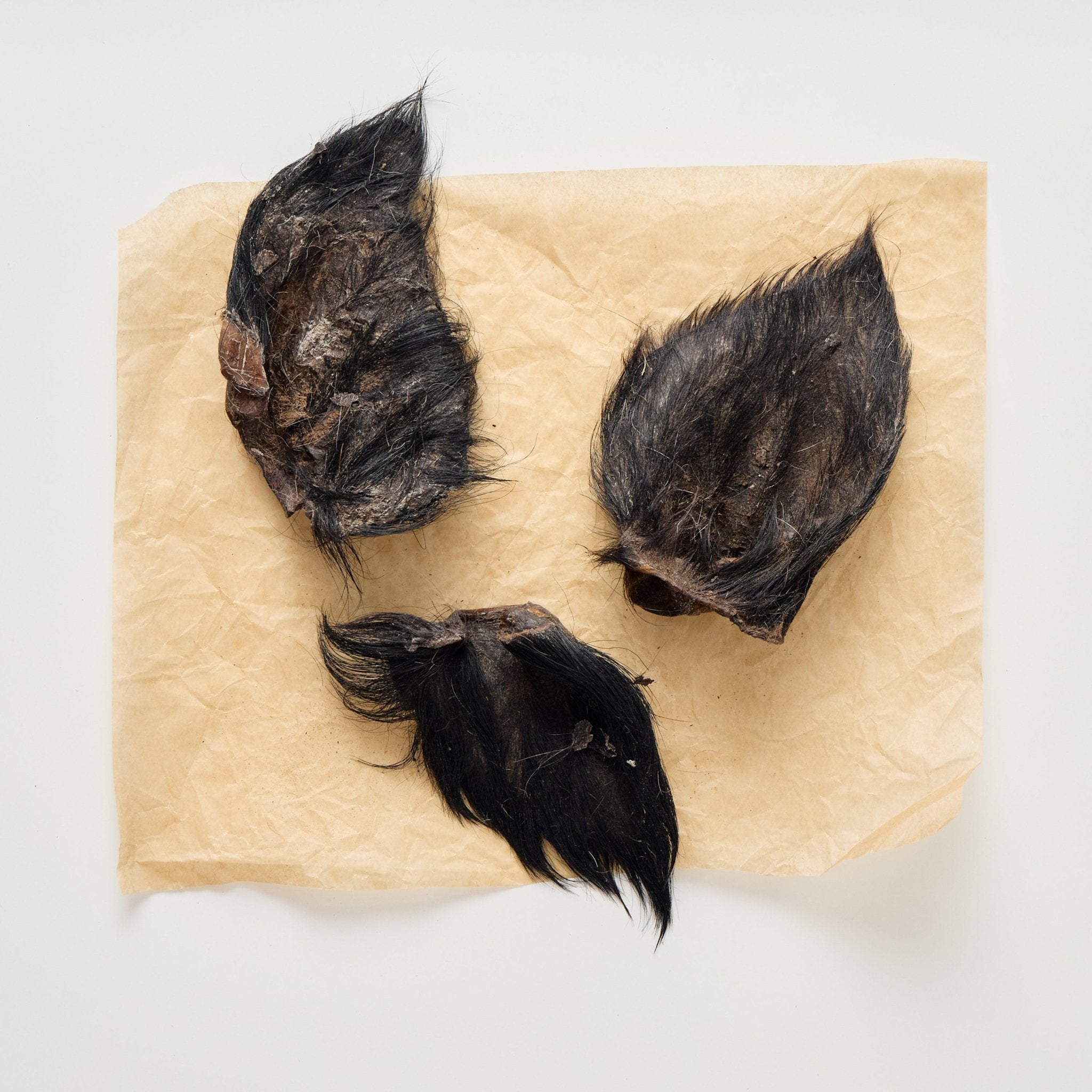 Wild Boar Ears – The Pet Butcher